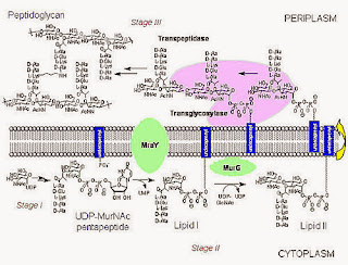 抗生素的介紹 Part III 之一：Moenomycin A - 科學，就是醬